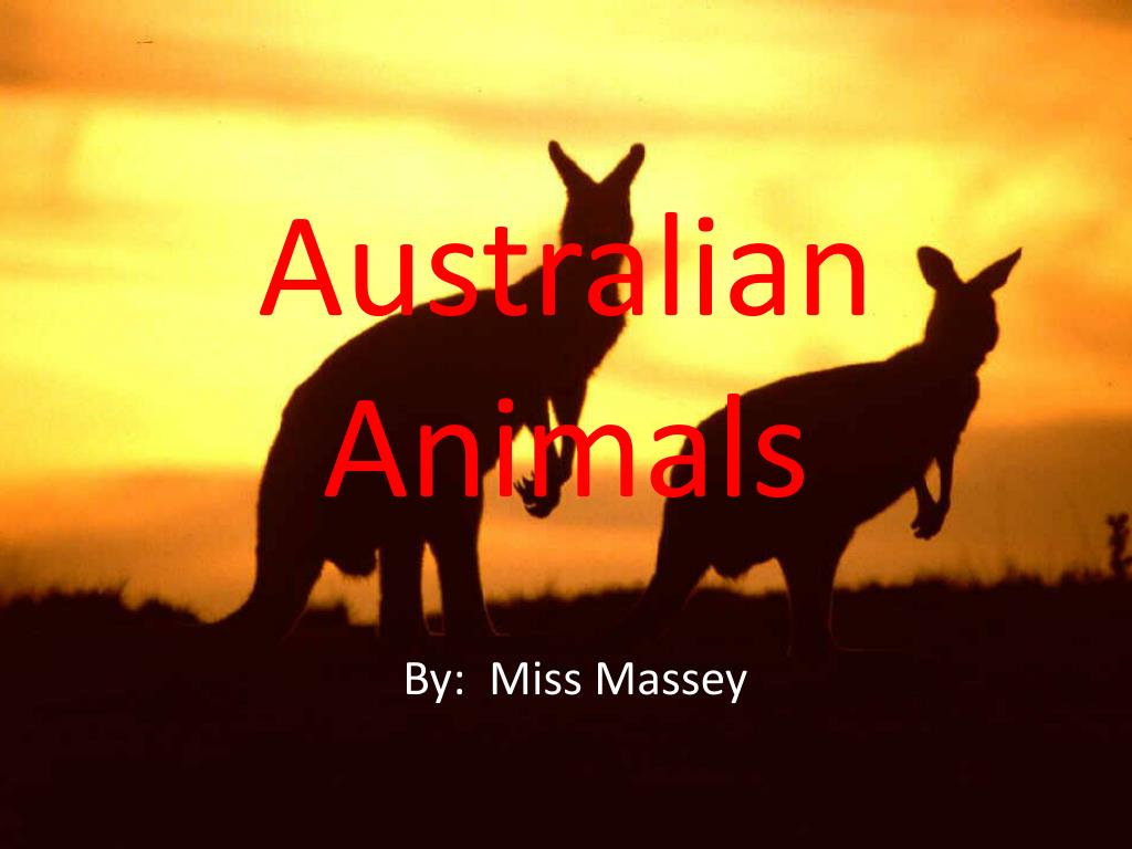 PPT - Australian Animals PowerPoint Presentation, free download - ID ...