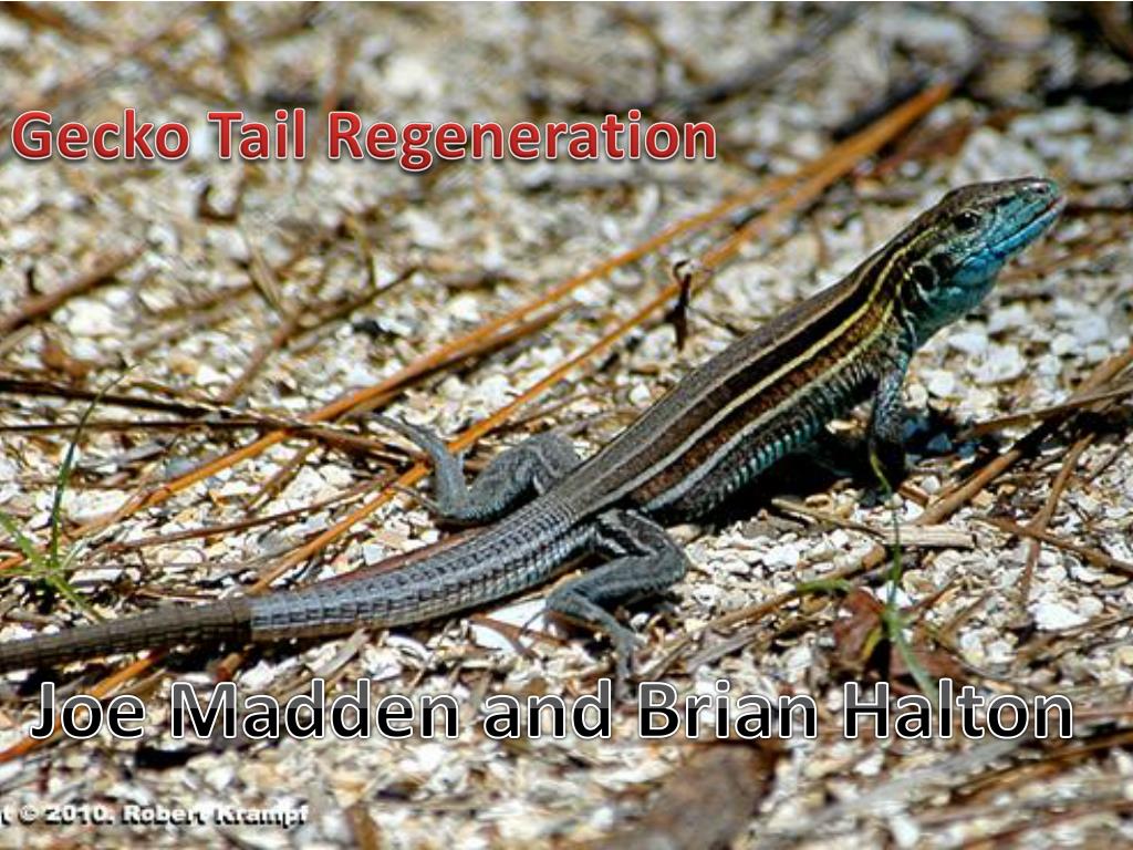 PPT - Gecko Tail Regeneration PowerPoint Presentation, free download ...