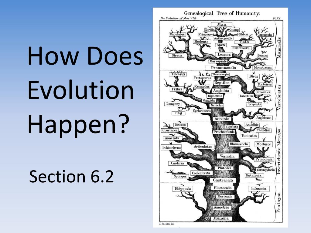 PPT - How Does Evolution Happen? PowerPoint Presentation, free download ...