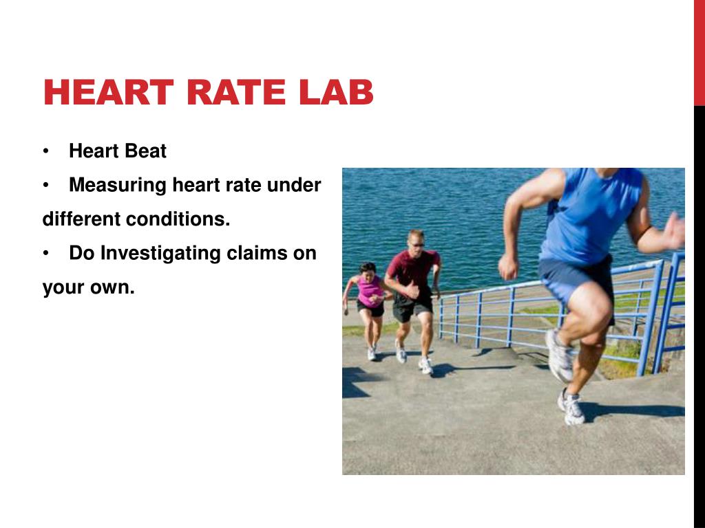 PPT - Heart Rate Lab PowerPoint Presentation, free download - ID:2338355