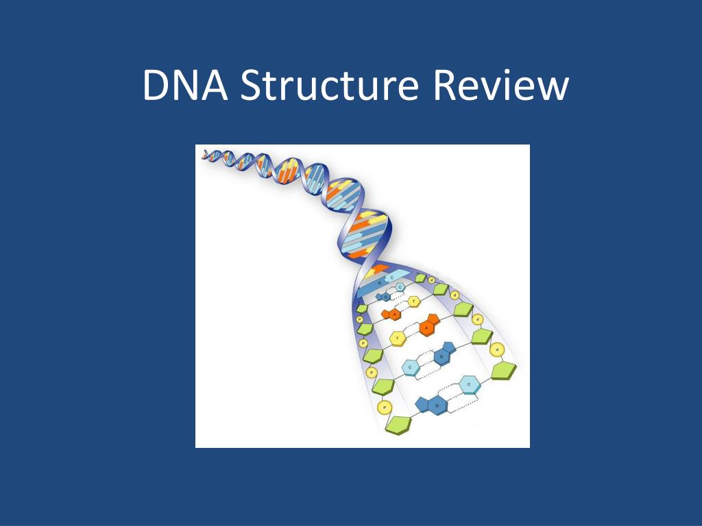 PPT - DNA Structure Review PowerPoint Presentation, free download - ID ...