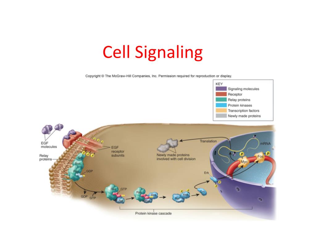 PPT - Cell Signaling PowerPoint Presentation, free download - ID:2338960