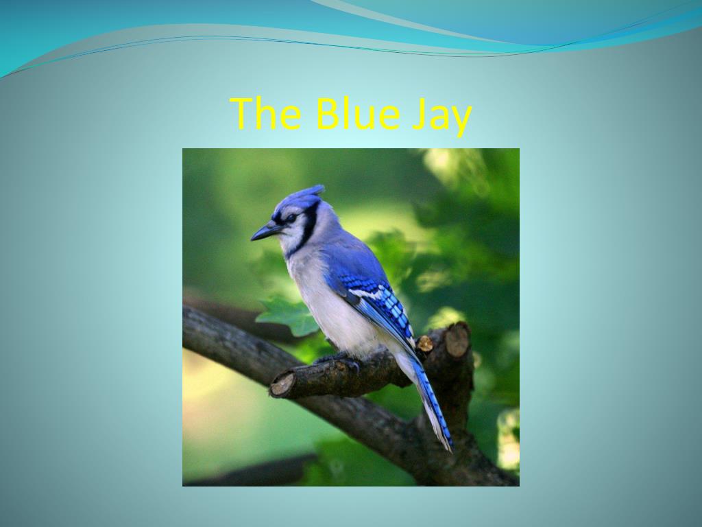PPT - The Blue Jay PowerPoint Presentation, free download - ID:2339001