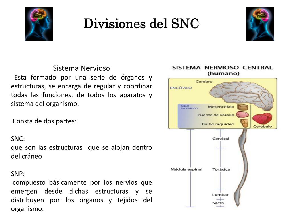 Ppt Divisiones Del Snc Powerpoint Presentation Free Download Id