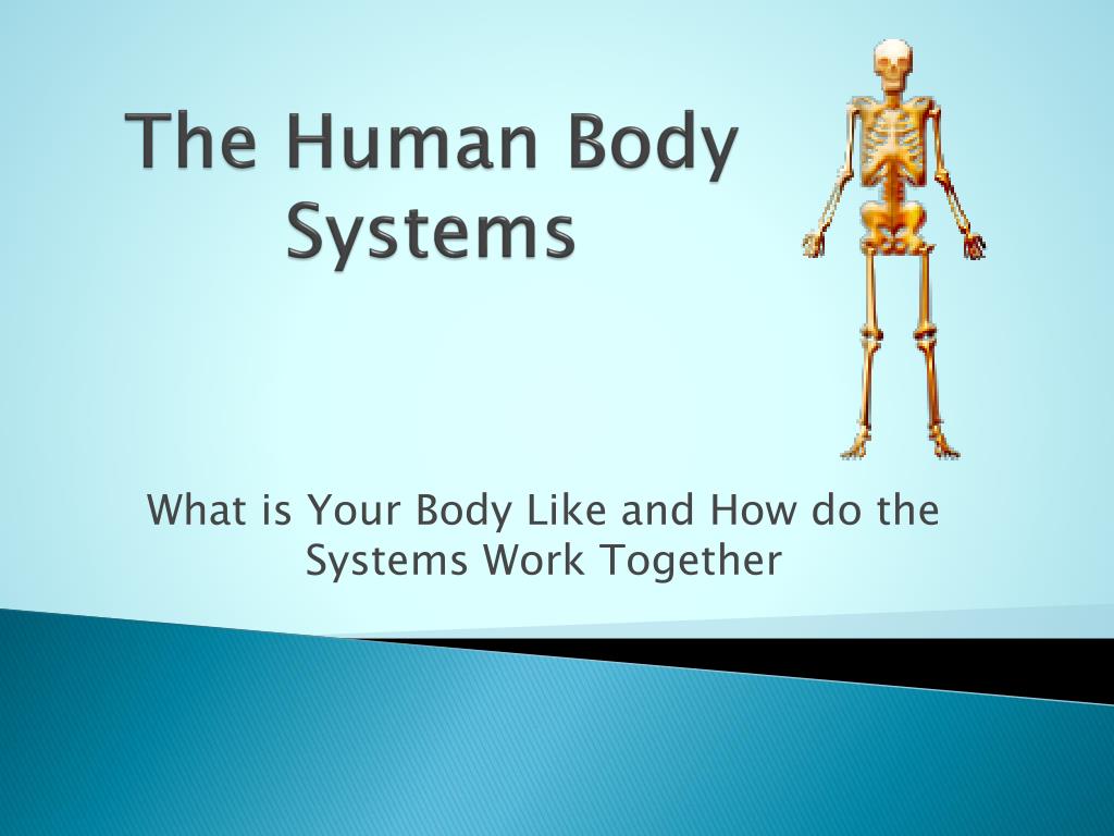 PPT - The Human Body Systems PowerPoint Presentation, free download ...