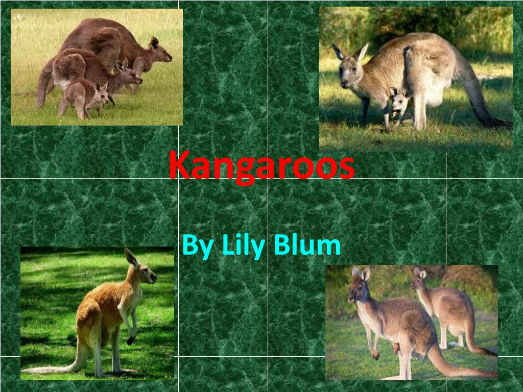 PPT - Kangaroos PowerPoint Presentation, free download - ID:2340881