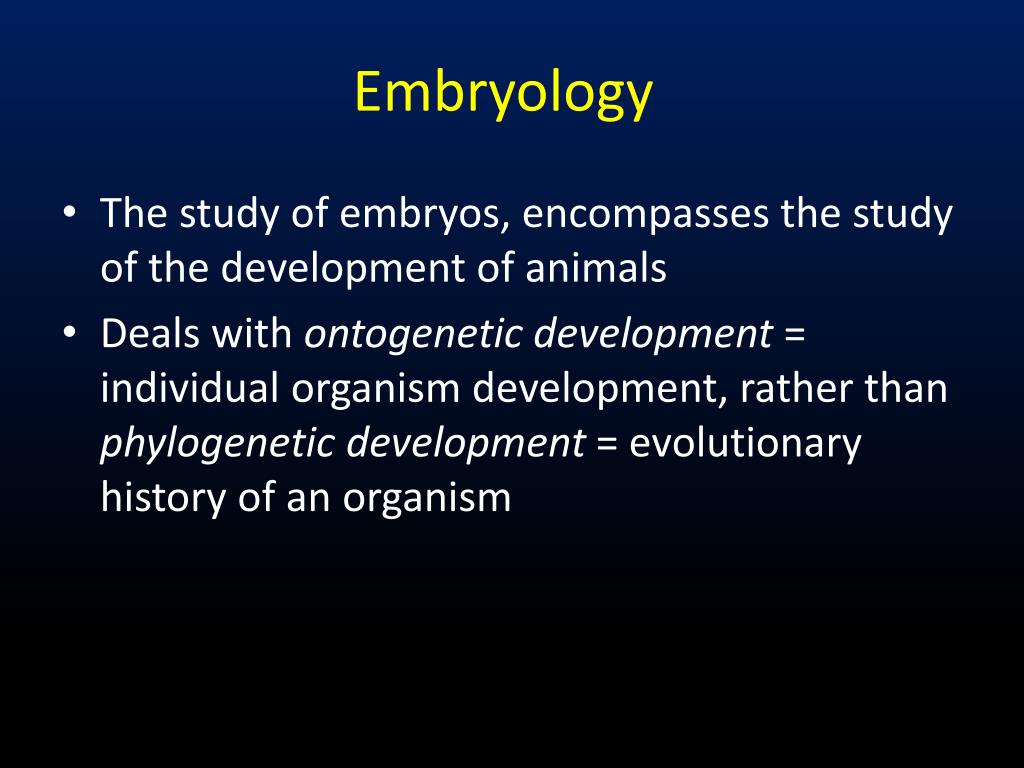 PPT - Embryology PowerPoint Presentation, free download - ID:2341424