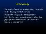 PPT - Basic Embryology PowerPoint Presentation, free download - ID:299797