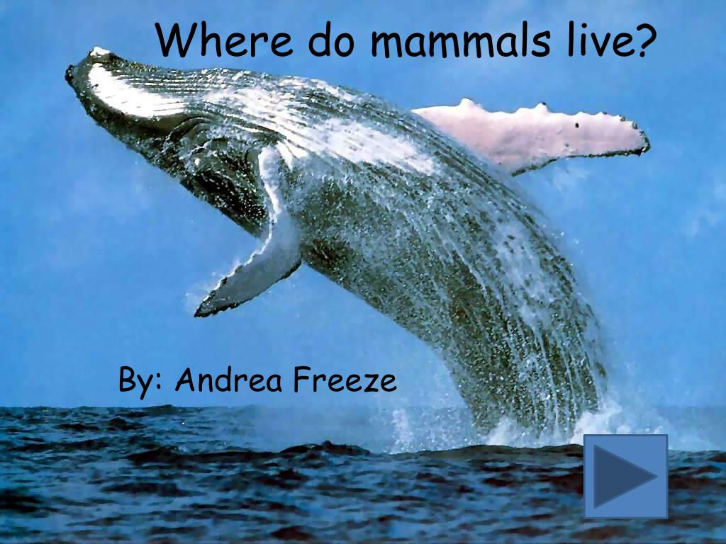 PPT - Where do mammals live? PowerPoint Presentation, free download ...
