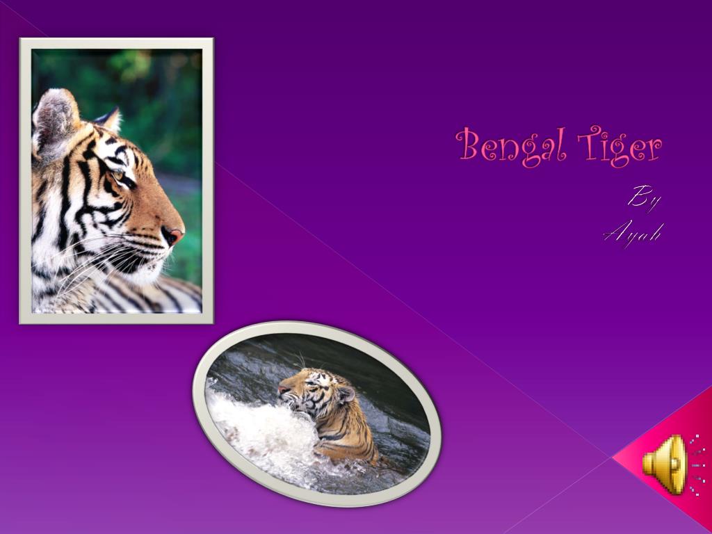 PPT - Bengal Tiger PowerPoint Presentation, free download - ID:2347063