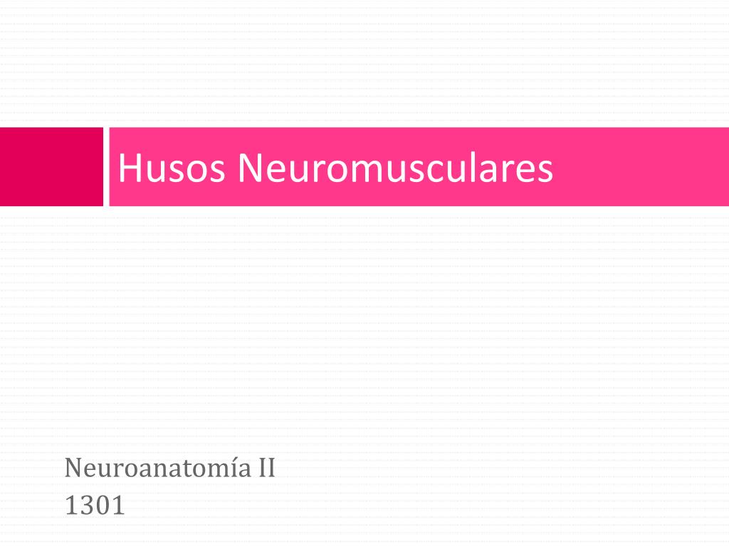 PPT - Husos Neuromusculares PowerPoint Presentation, free download - ID ...