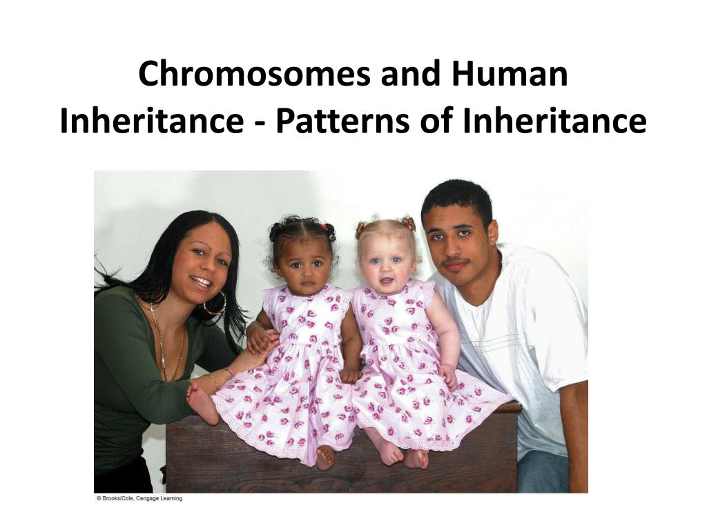 PPT - Chromosomes and Human Inheritance - Patterns of Inheritance ...