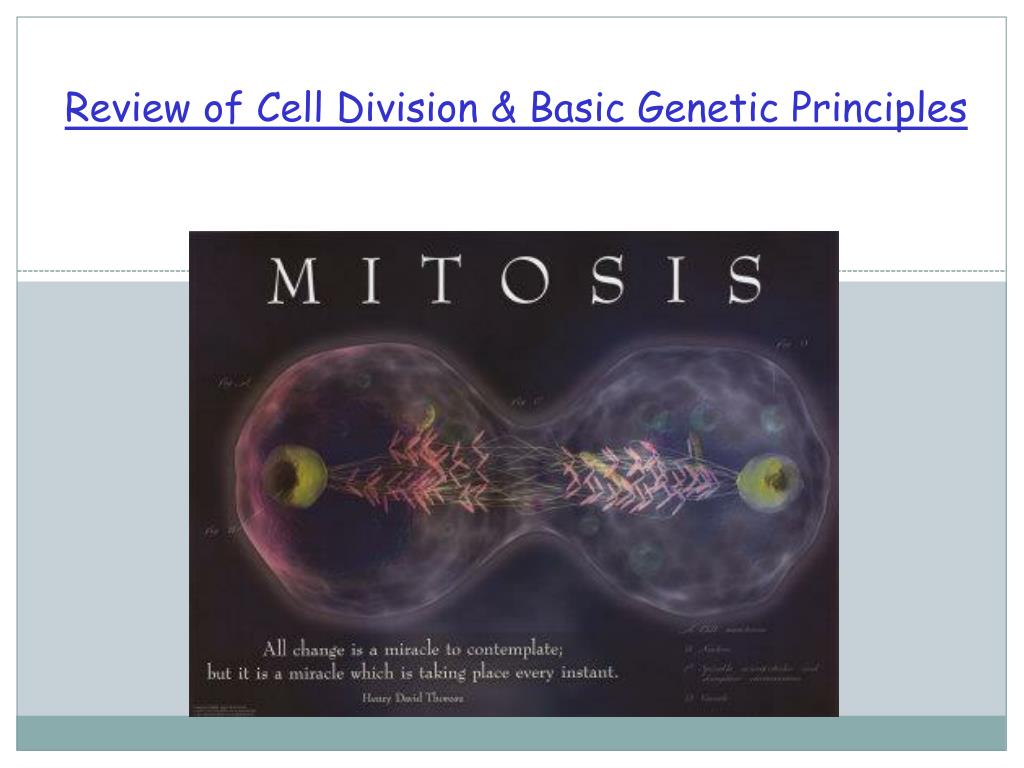 PPT - Review of Cell Division & Basic Genetic Principles PowerPoint ...