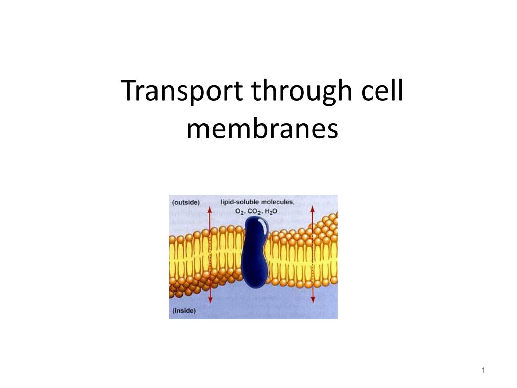 PPT - Exploring Transport Through Cell Membranes: The Science of ...