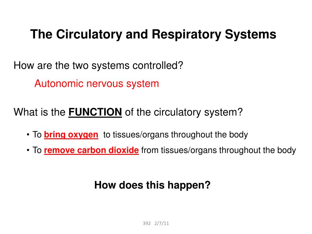 PPT - The Circulatory and Respiratory Systems PowerPoint Presentation ...