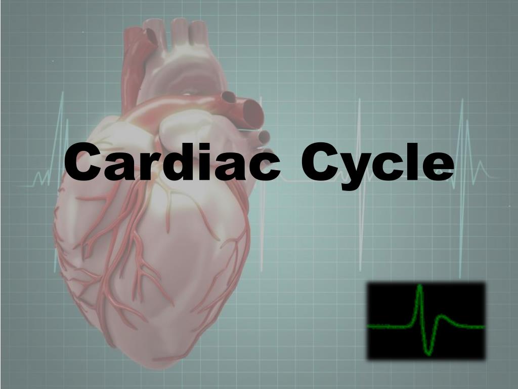 PPT - Cardiac Cycle PowerPoint Presentation, free download - ID:2351095