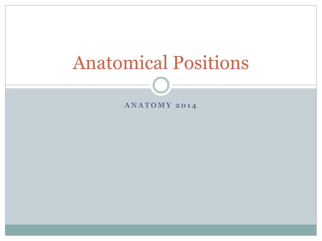 PPT - Anatomical Positions PowerPoint Presentation, free download - ID ...