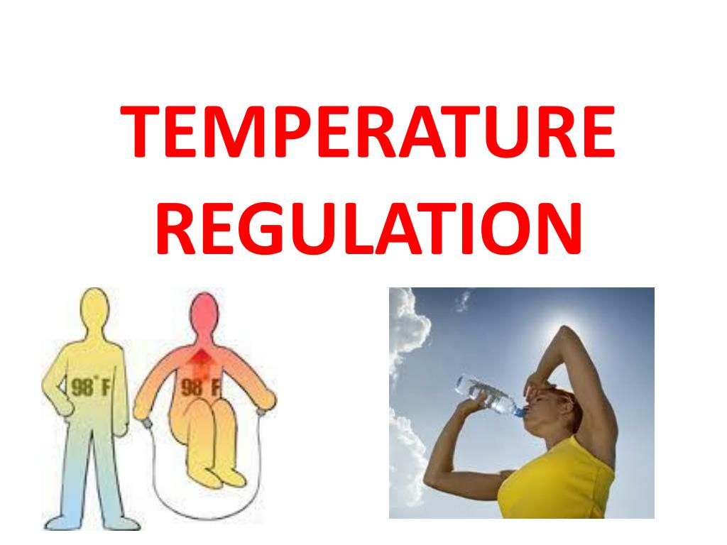 PPT - Temperature Regulation PowerPoint Presentation, free download ...