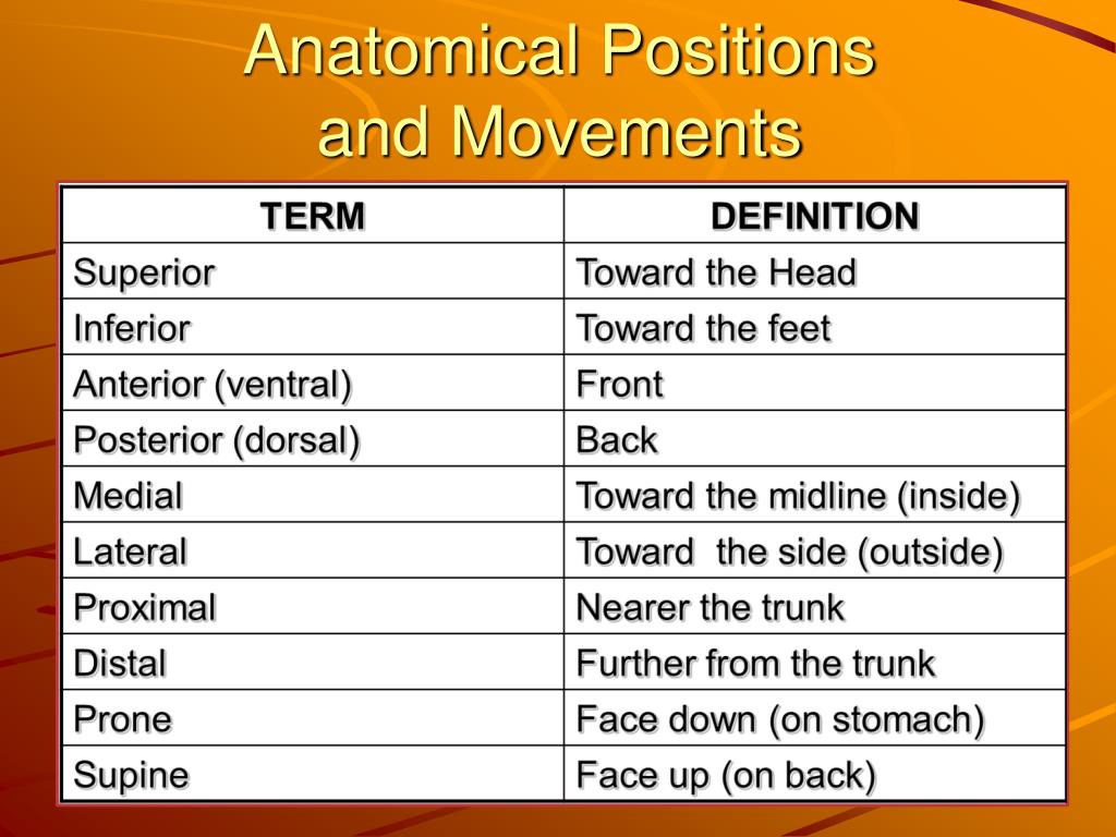 PPT - Anatomical Positions and Movements PowerPoint Presentation, free ...