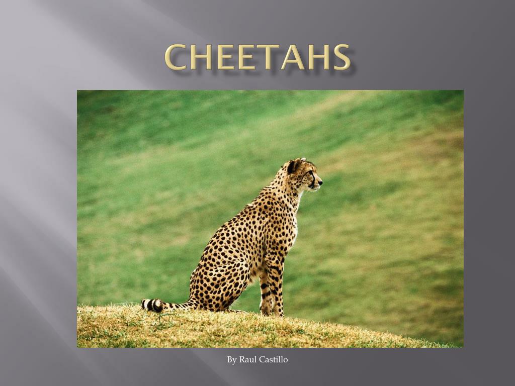 PPT - Cheetahs PowerPoint Presentation, free download - ID:2352703