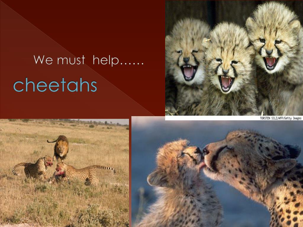 PPT - cheetahs PowerPoint Presentation, free download - ID:2352711
