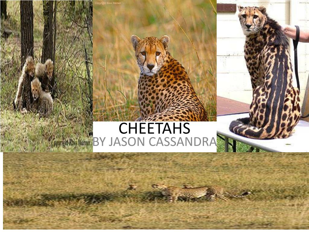 PPT - CHEETAHS PowerPoint Presentation, free download - ID:2353033
