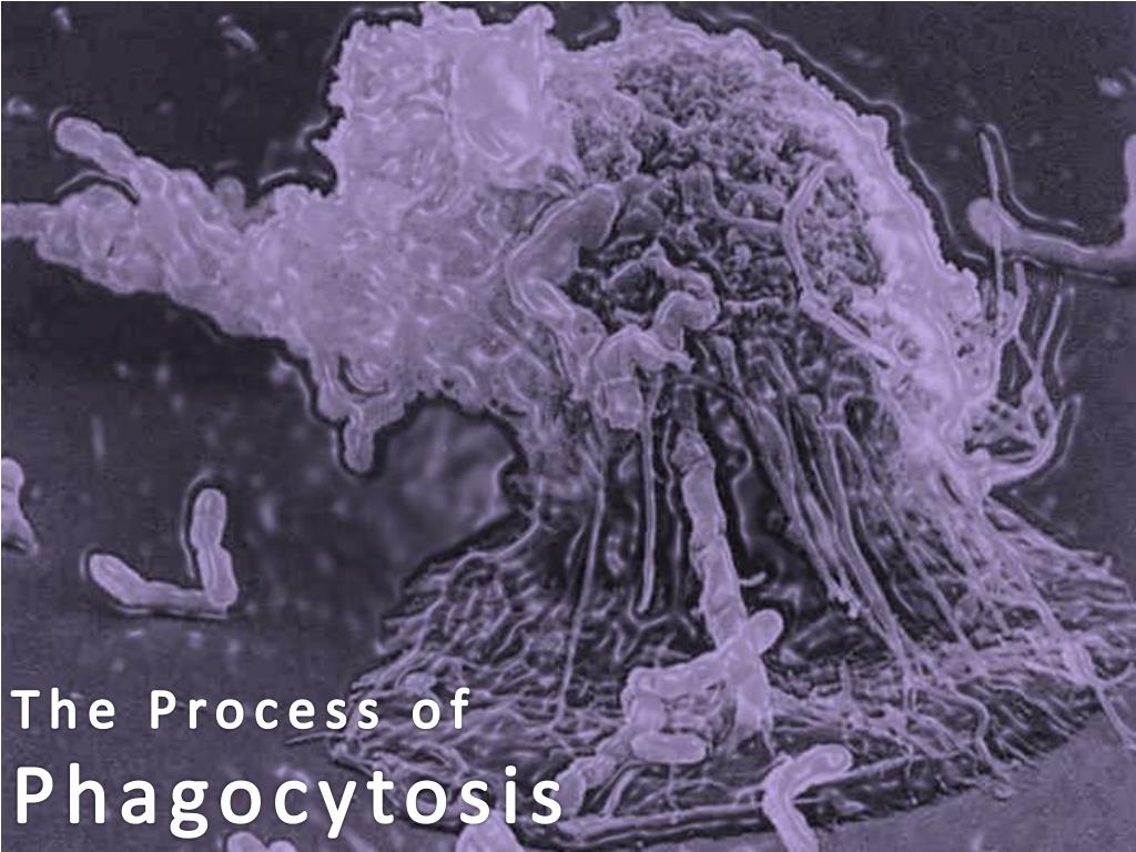 PPT - The Process of Phagocytosis PowerPoint Presentation, free ...