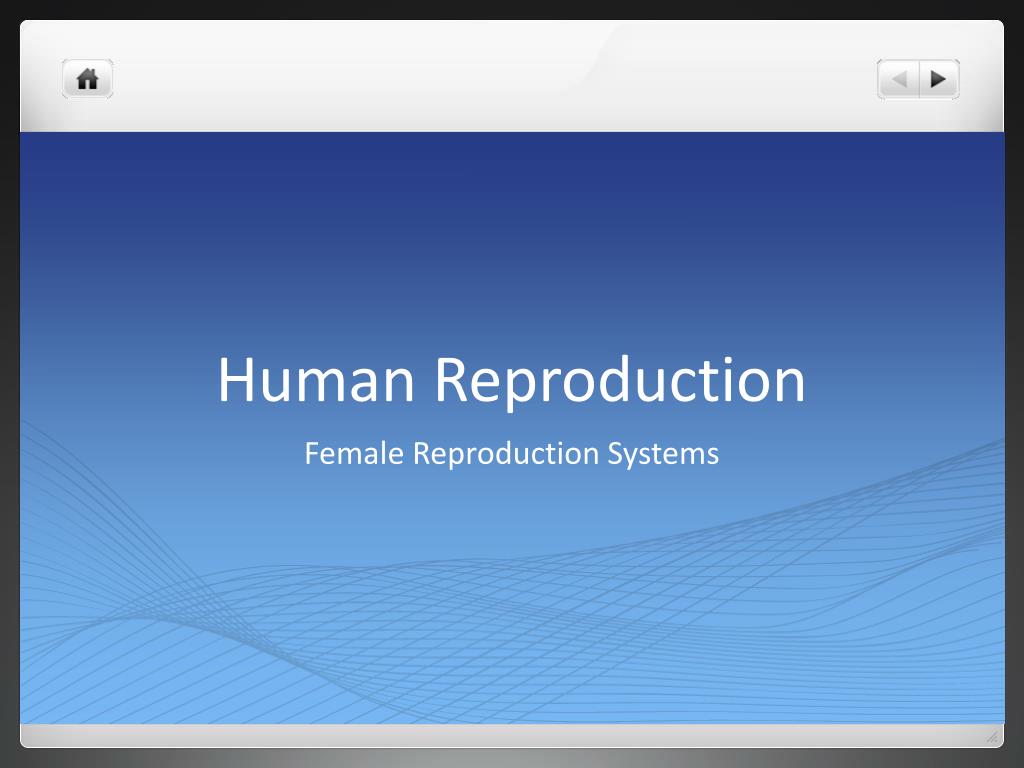 PPT - Human Reproduction PowerPoint Presentation, free download - ID ...