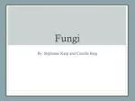PPT - REGNUL FUNGI PowerPoint Presentation, free download - ID:3528682