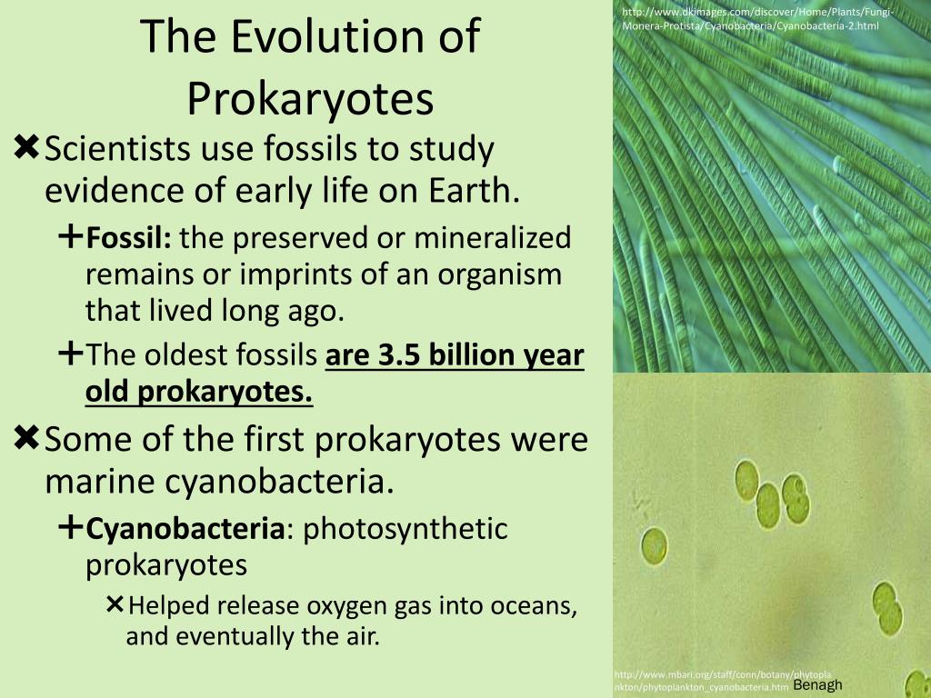 PPT - The Evolution of Prokaryotes PowerPoint Presentation, free ...
