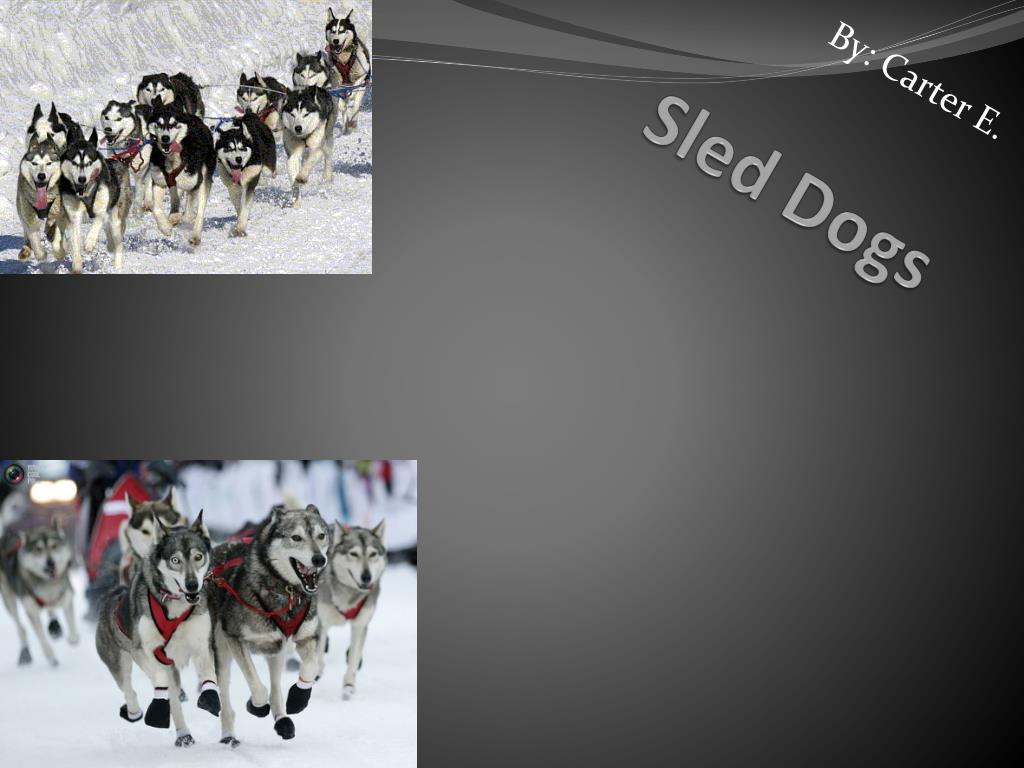 PPT - Sled Dogs PowerPoint Presentation, free download - ID:2358931