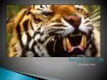 PPT - Bengal tiger PowerPoint Presentation, free download - ID:2114837