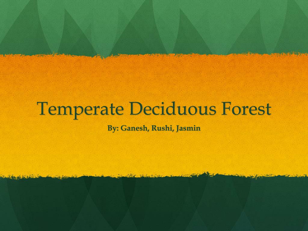 PPT - Temperate Deciduous Forest PowerPoint Presentation, free download - ID:2359589