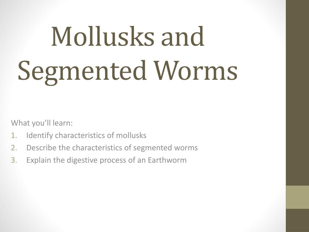 PPT - Mollusks and Segmented Worms PowerPoint Presentation, free ...