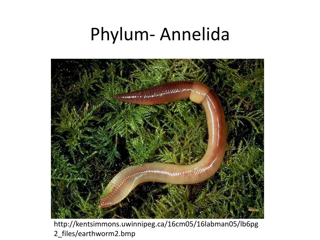 PPT - Phylum- Annelida PowerPoint Presentation, free download - ID:2359709