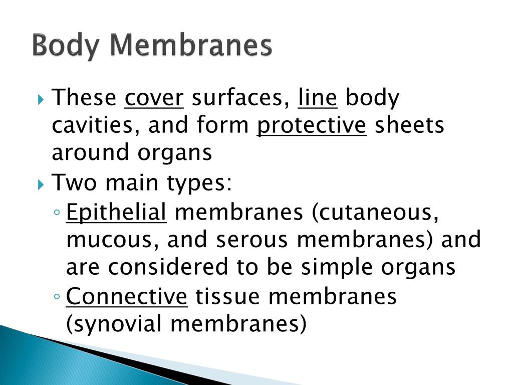 PPT - Body Membranes PowerPoint Presentation, free download - ID:2359913