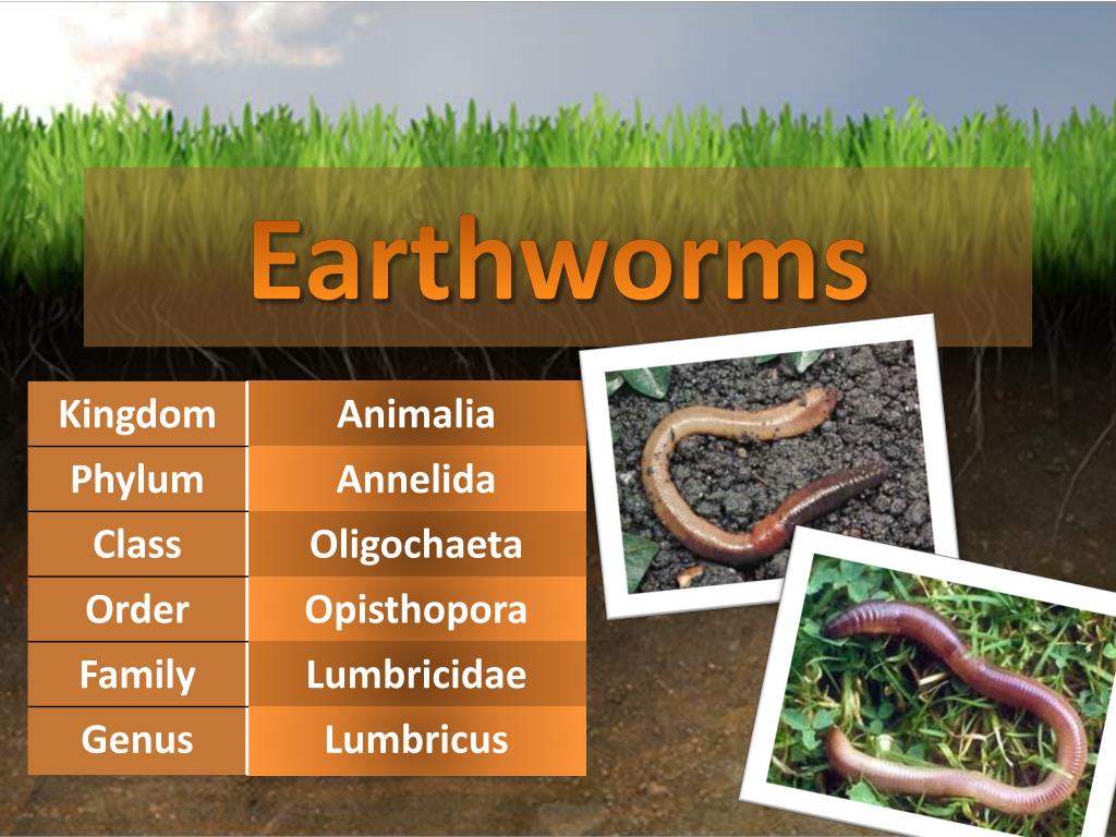 PPT - Earthworms PowerPoint Presentation, free download - ID:2360059