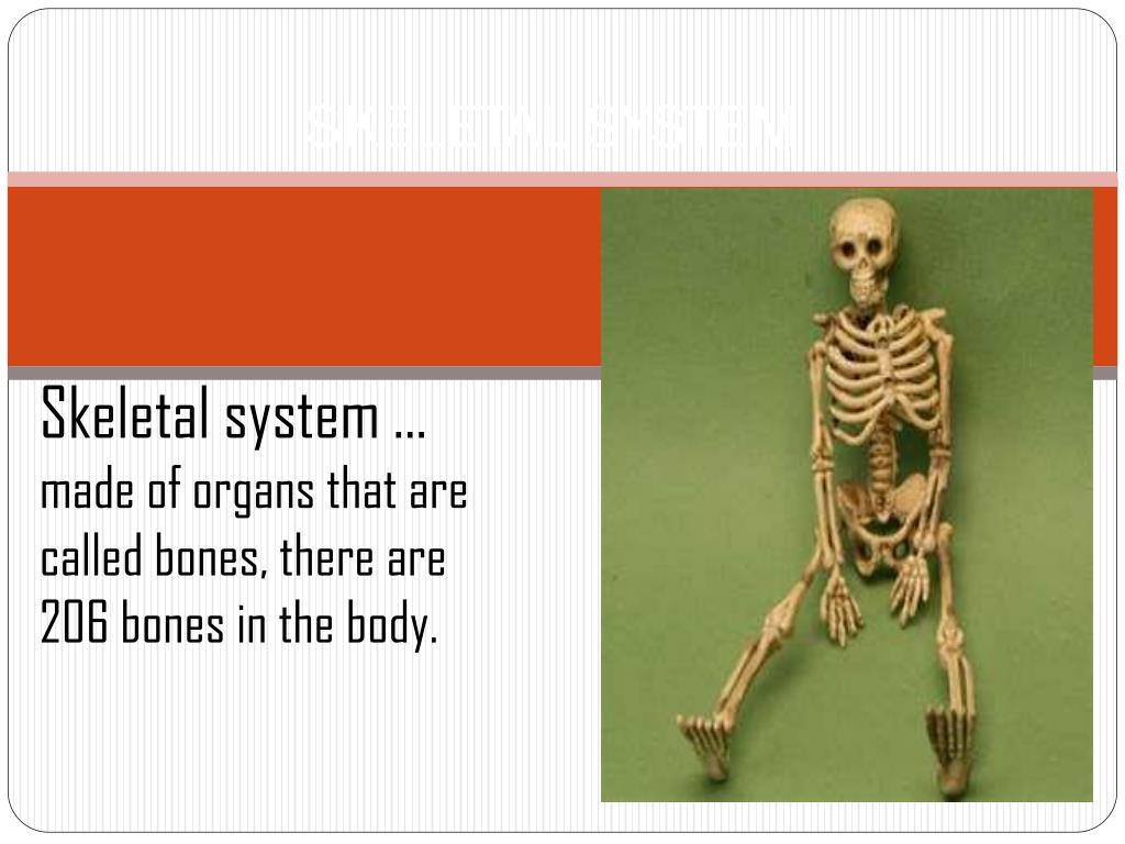 PPT - SKELETAL SYSTEM PowerPoint Presentation, free download - ID:2360238
