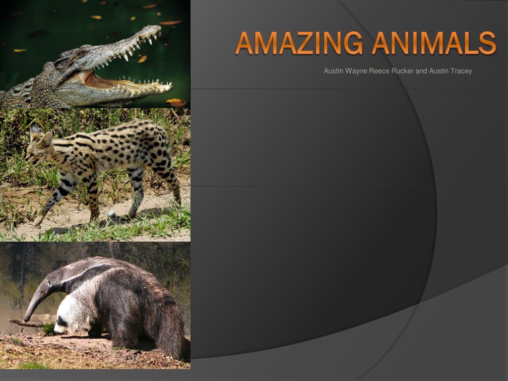 PPT - Amazing Animals PowerPoint Presentation, free download - ID:2360367