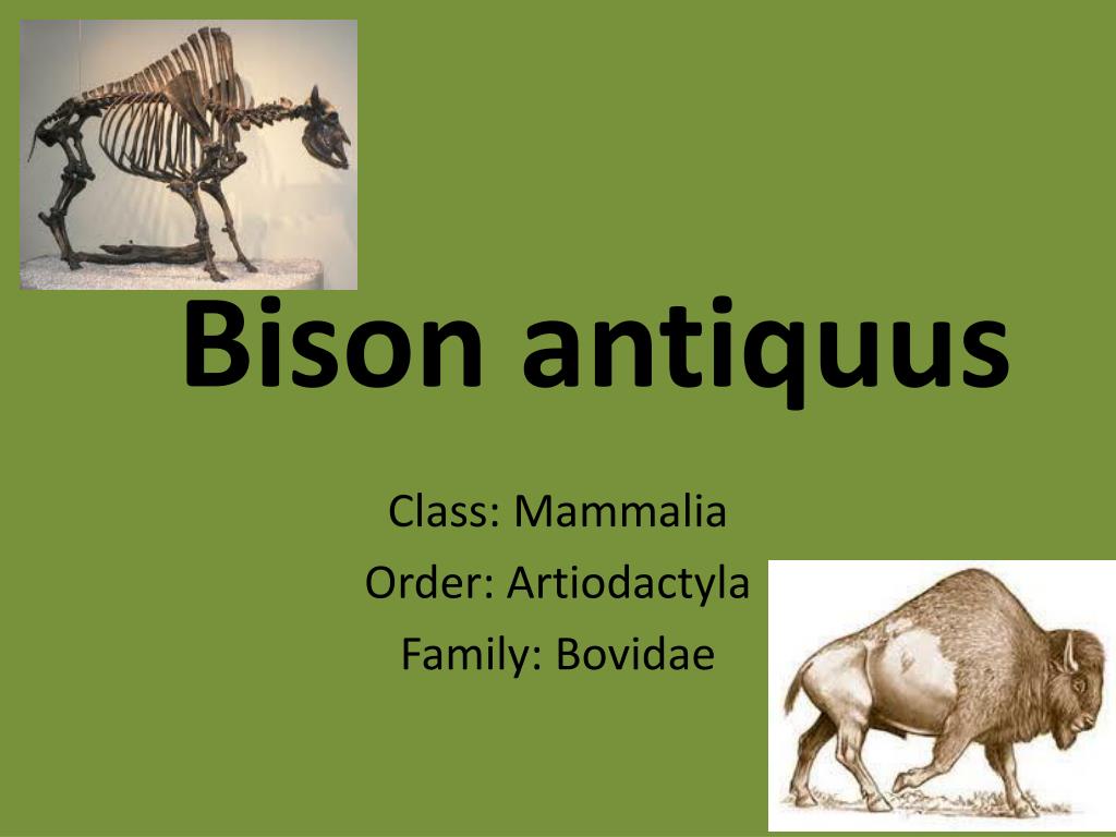 PPT - Bison antiquus PowerPoint Presentation, free download - ID:2361545
