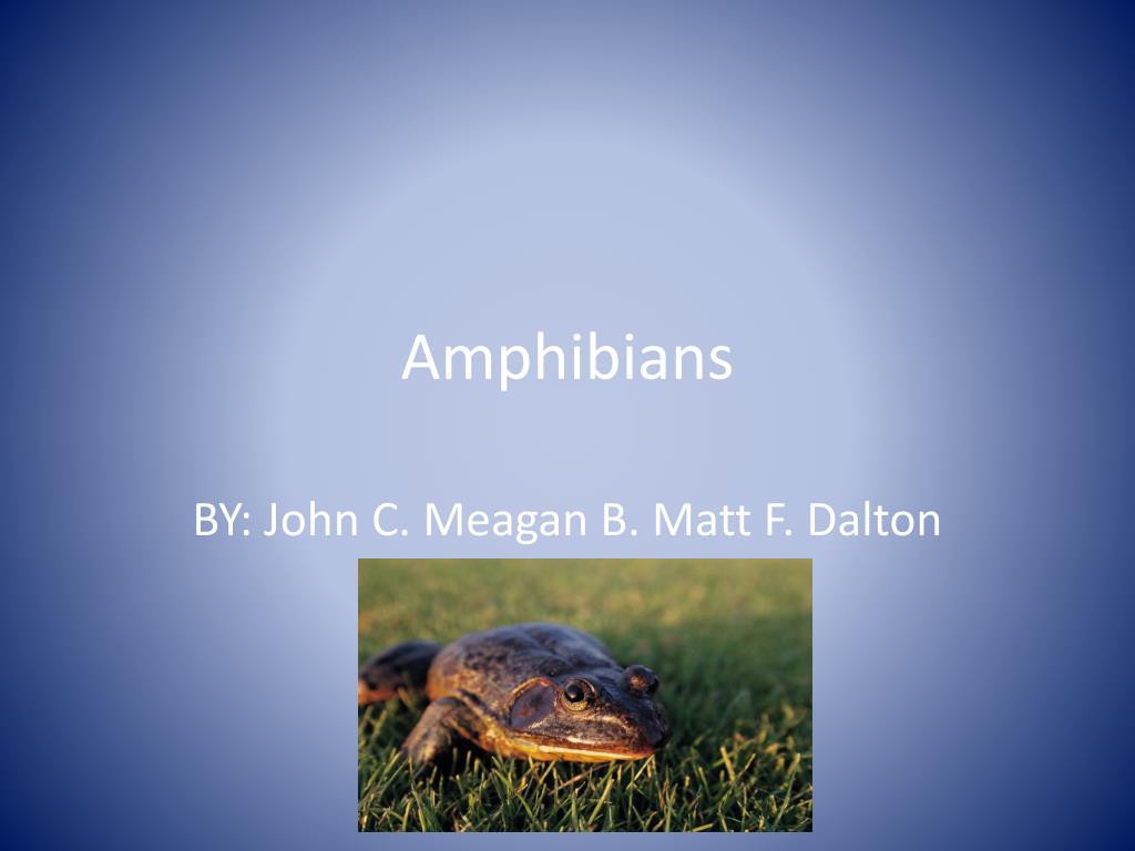 PPT - Amphibians PowerPoint Presentation, free download - ID:2362153