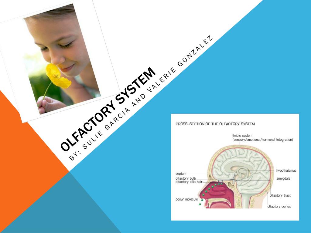 PPT - Olfactory System PowerPoint Presentation, free download - ID:2364209
