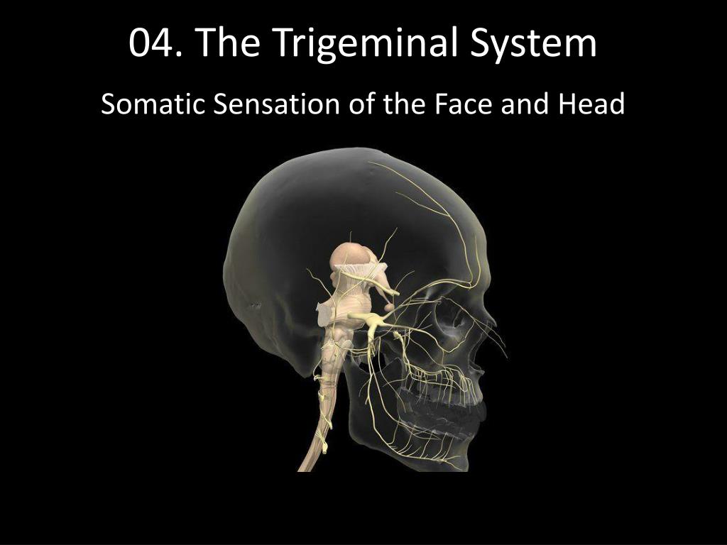PPT - 04. The Trigeminal System PowerPoint Presentation, free download ...