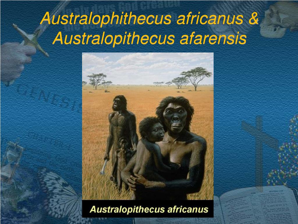 PPT - Australophithecus africanus & Australopithecus afarensis ...