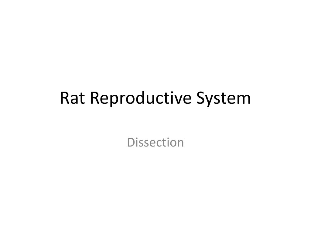 PPT - Rat Reproductive System PowerPoint Presentation, free download ...