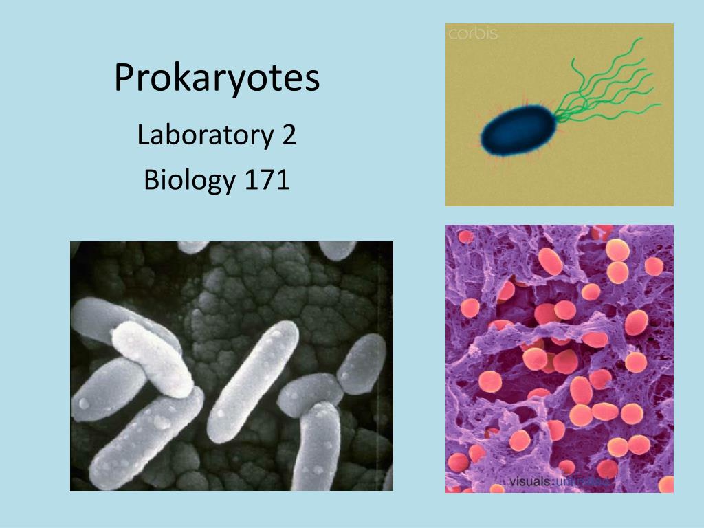 PPT - Prokaryotes PowerPoint Presentation, free download - ID:2367588