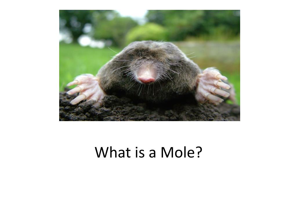 PPT - What is a Mole? PowerPoint Presentation, free download - ID:2368221