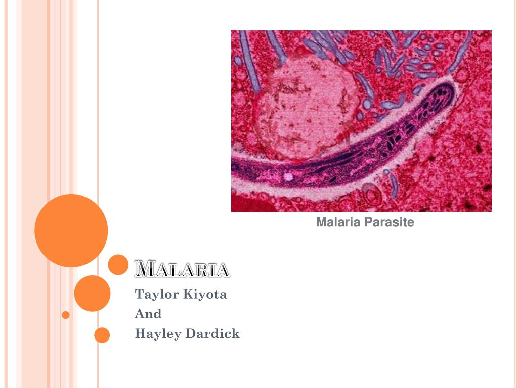 PPT - Malaria PowerPoint Presentation, free download - ID:2368418
