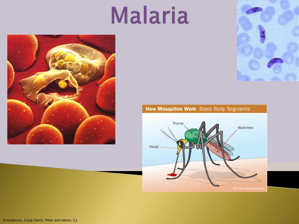 PPT - Malaria PowerPoint Presentation, free download - ID:2368433