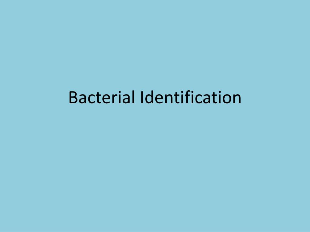 PPT - Bacterial Identification PowerPoint Presentation, free download ...